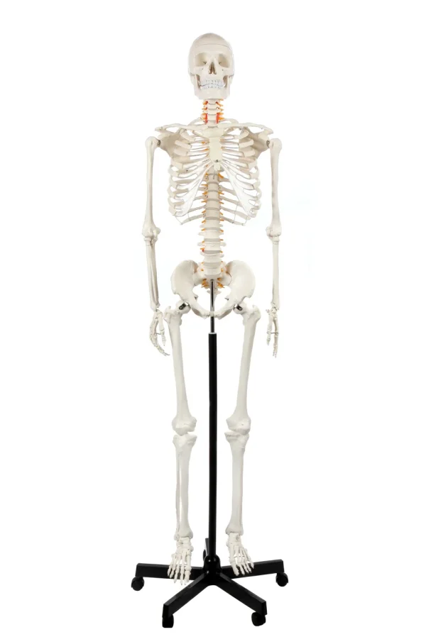 Human Skeleton - Beta Scientific Lab Ltd